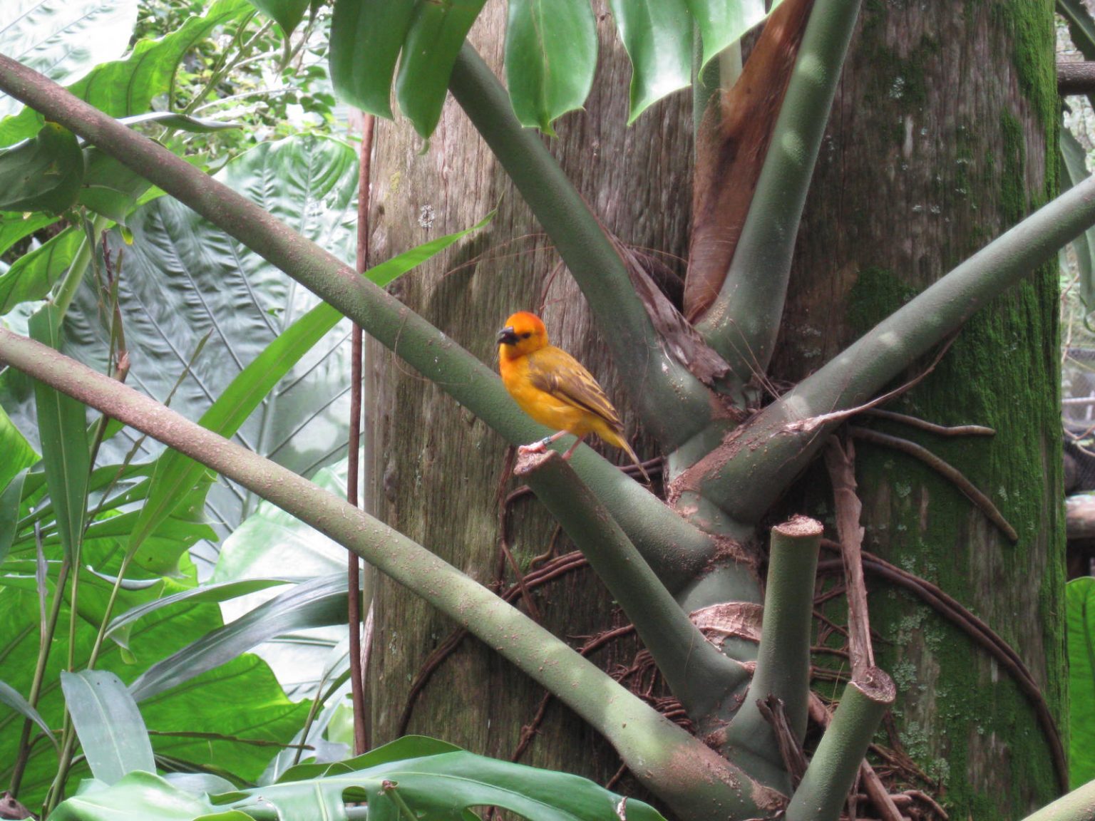 Gorilla Falls Exploration Trail - Animal Kingdom - Disney World - Walt ...